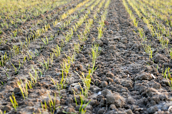 USDA Issues Final Bioengineered Food Disclosure Standard - NMPF