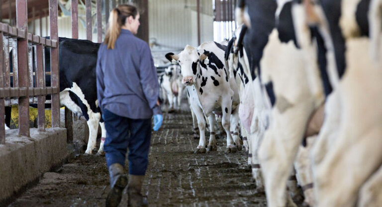 dairy farmer checking cows 2 - NMPF